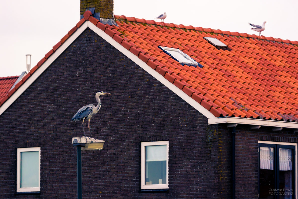 Un día en la isla de Marken - Profesor de fotografía