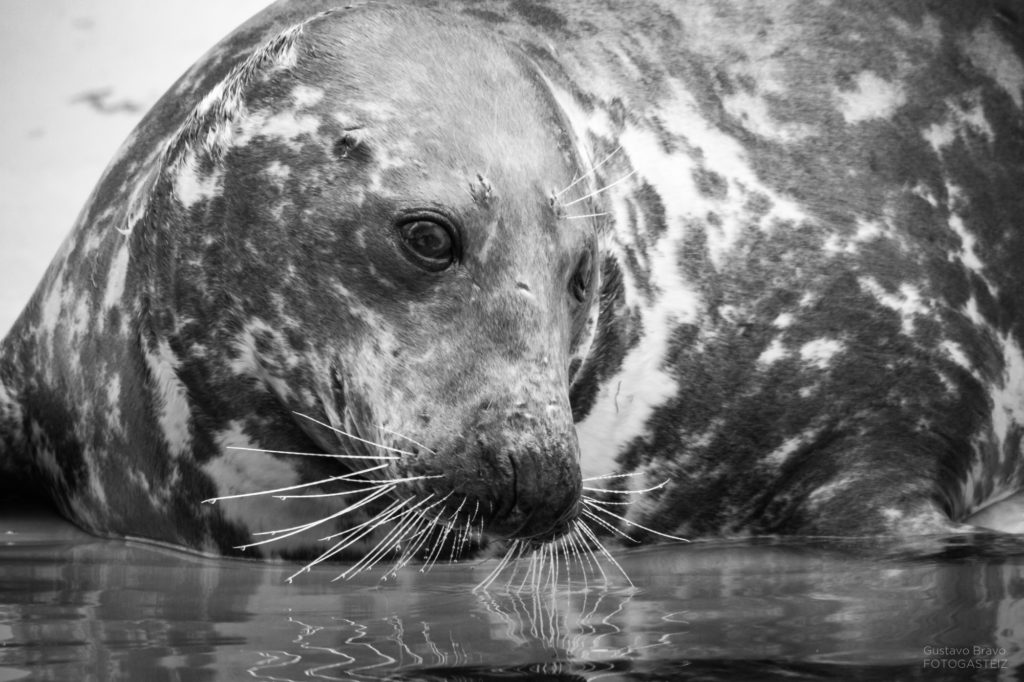 Una mirada a los ojos de una foca gris - Profesor de fotografía