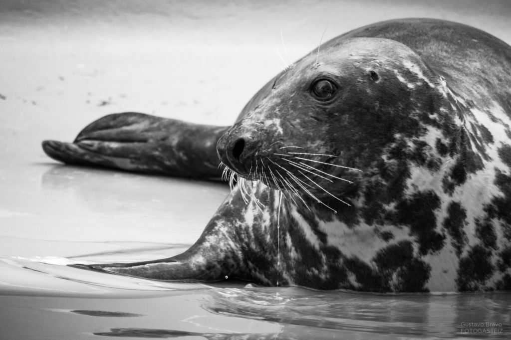 Una mirada a los ojos de una foca gris - Profesor de fotografía