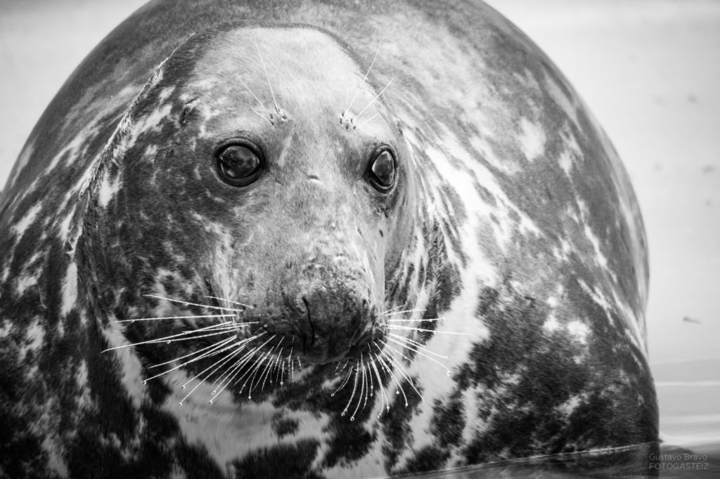 Una mirada a los ojos de una foca gris - Profesor de fotografía