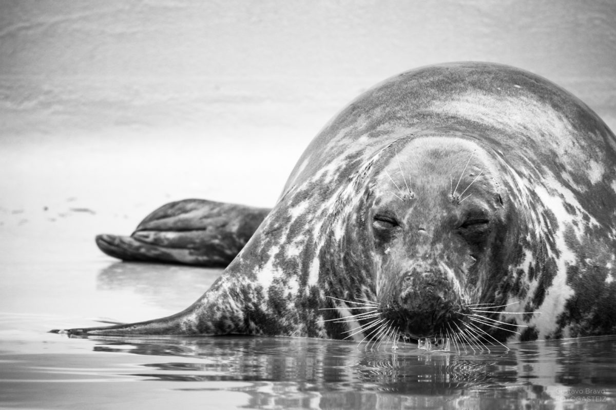 Una mirada a los ojos de una foca gris - Profesor de fotografía